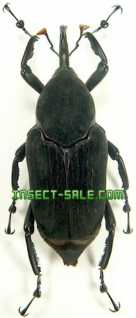 Insect-Sale.com - Protocerius colossus - Curculionidae-sp23-sumatr.jpg ...