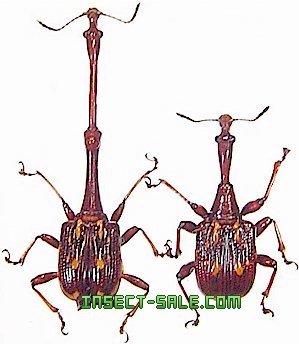 Insect-Sale.com - Cycnotrachelus flavotuberosus - Curculionidae-sp4.jpg ...