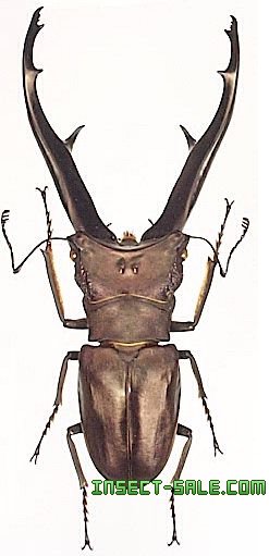 Insect-Sale.com 世界の昆虫販売ネット - Cyclommatus imperator imperator インペラトールホソ ...