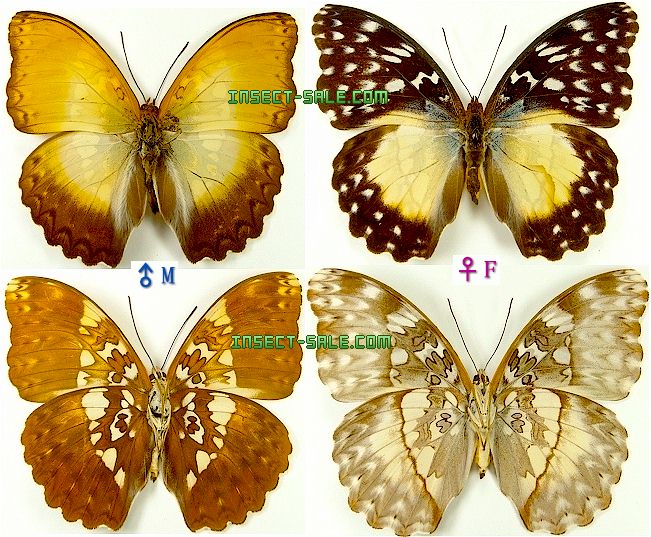 Insect-Sale.com - Cymothoe beckeri - Cymothoe-beckeri.jpg - insect ...