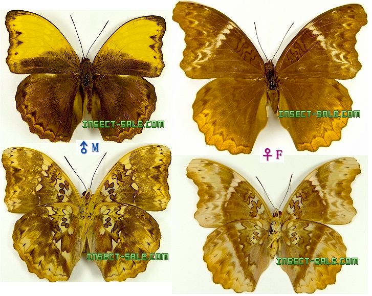 Insect-Sale.com - Cymothoe diphia - Cymothoe-diphia.jpg - insect ...