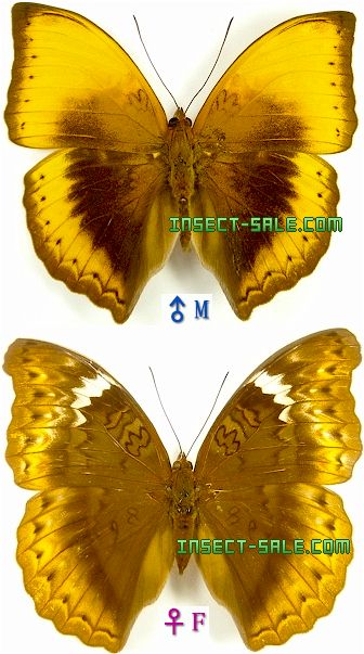 Insect-Sale.com - Cymothoe hypata - Cymothoe-hypata.jpg - insect ...