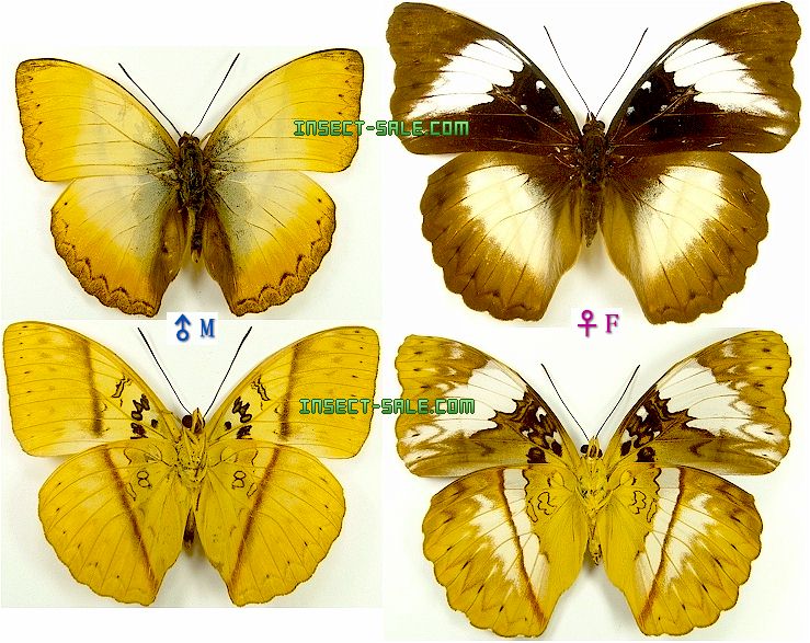 Insect-Sale.com - Cymothoe reinholdi - Cymothoe-reinholdi.jpg - insect ...