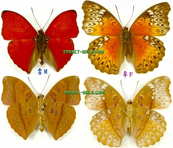 Insect-Sale.com - Cymothoe sangaris - Cymothoe-sangaris.jpg - insect ...