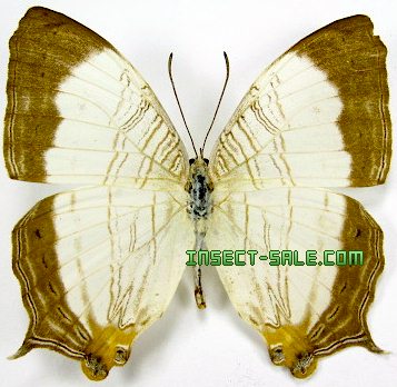 Insect-Sale.com - Cyrestis cassander cassander - Cyrestis-cassander.jpg ...