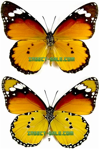 Insect-Sale.com - Danaus chrysippus chrysippus - Danaus-chrysippus ...
