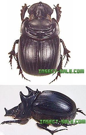 Insect-Sale.com 世界の昆虫販売ネット - Dichotomius satanas - Dichotomius-satanas ...