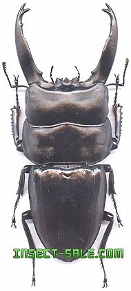 Insect-Sale.com - Dorcus eurycephalus - Dorcus-alcides.jpg - 곤충, 나비, 딱정벌레, 나방, insect, insects ...