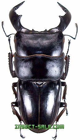 Insect-Sale.com - Dorcus bucephalus - Dorcus-bucephalus.jpg - insect ...