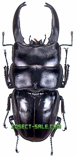 Insect-Sale.com - Dorcus alcides - Dorcus-eurycephalus.jpg - insect ...