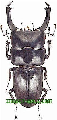 Insect-Sale.com - Dorcus reichei hansteini - Dorcus-reichei-hansteini ...