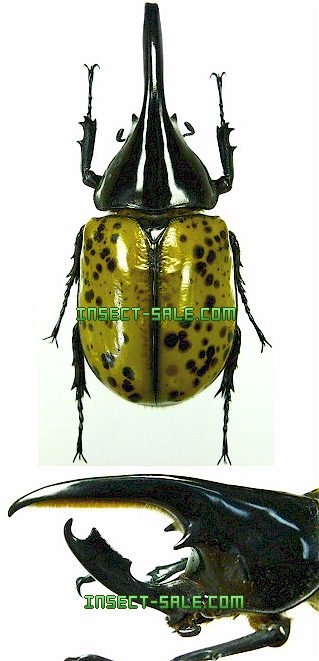 Insect-Sale.com - Dynastes maya - Dynastes-maya.jpg - insect, insects ...