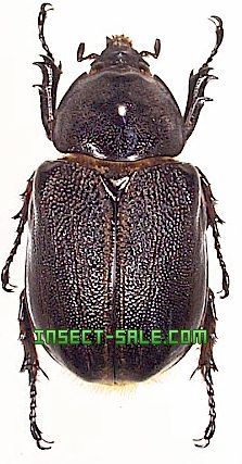 Insect-Sale.com - Dynastes neptunus (Female) - Dynastes-neptunus-female ...