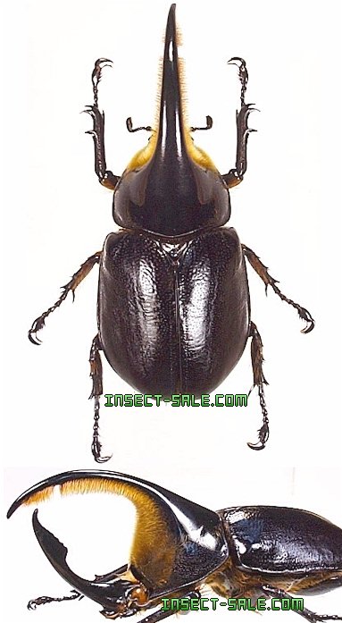 Insect-Sale.com - Dynastes satanas - Dynastes-satanas.jpg - insect ...