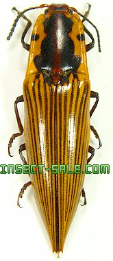 Insect-Sale.com - Semiotus imperialis - Elateridae-sp4-Peru.jpg ...