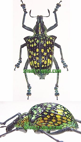 Insect-Sale.com - Entimus splendidus - Entimus-splendidus.jpg - insect ...