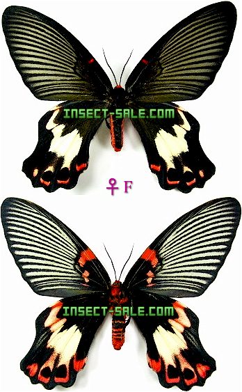 Insect-Sale.com - Epicopeia polydora - Epicopeia-polydora-F.jpg ...