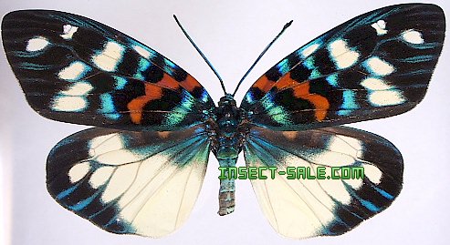 Insect-Sale.com - Erasmia pulchera chinensis - Erasmia-pulchera ...