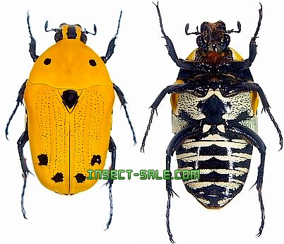Insect-Sale.com - Euchroea auripimenta - Euchroea-auripimenta.jpg ...