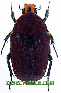 Insect-Sale.com - Euchroea episcopalis - Euchroea-episcopalis.jpg ...