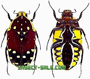 Insect-Sale.com - Euchroea histrionica - Euchroea-histrionica.jpg ...