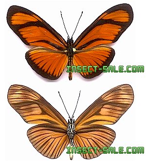 Insect-Sale.com - Eueides aliphera - Eueides-aliphera.jpg - insect ...