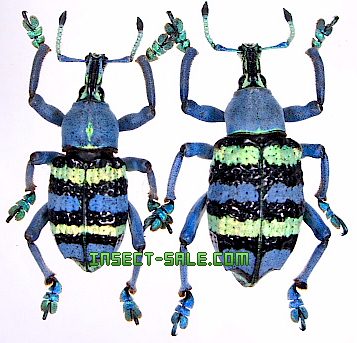 Insect-Sale.com - Eupholus magnificus - Eupholus-magnificus.jpg ...