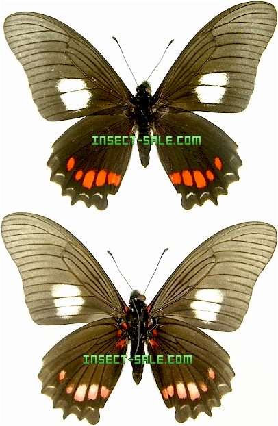 Insect-Sale.com - Eurytides harmodius harmodius - Eurytides-harmodius ...