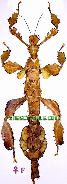 Insect-Sale.com - Extatosoma popa popa - Extatosoma-popoi-horridus.jpg ...