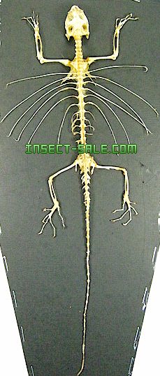 Insect-Sale.com - Flying lizard (Skeleton) - Flying-lizard-Skeleton.jpg ...