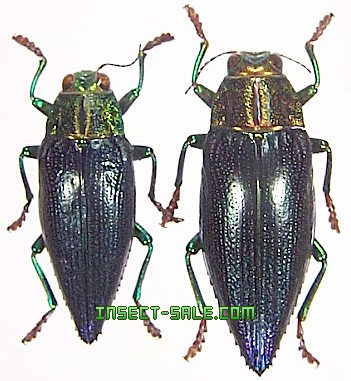 Insect-Sale.com - Chrysodema walkeri horaki - Gelaeus-walkeri.jpg ...