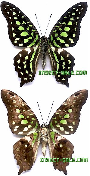 Insect-Sale.com - Graphium agamemnon agamemnon - Graphium-agamemnon ...