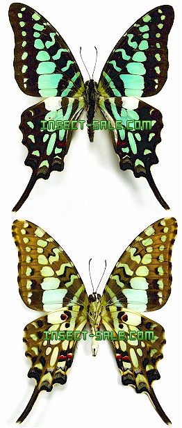 Insect-Sale.com - Graphium antheus - Graphium-antheus.jpg - insect, insects, butterfly ...