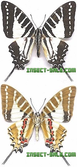 Insect-Sale.com - Graphium aristeus hermocrates - Graphium-aristeus ...