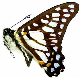 Insect-Sale.com 世界の昆虫販売ネット - Graphium bathycles - Graphium-bathycles ...