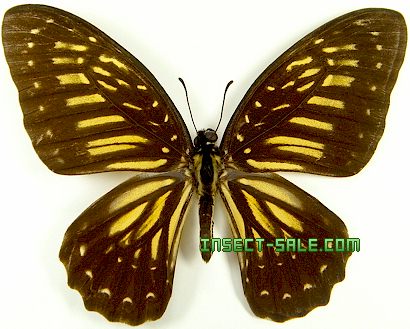 Insect-Sale.com 世界の昆虫販売ネット - Graphium deucalion デゥカリオンタイマイ - Graphium ...