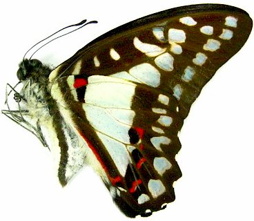 Insect-Sale.com - Graphium eurypylus (Great Jay) - Graphium-eurypylus ...