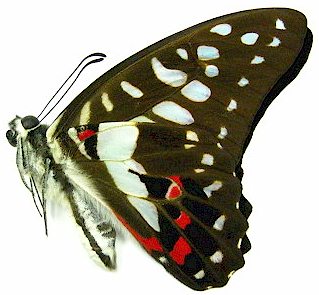 Insect-Sale.com - Graphium meyeri - Graphium-meyeri.jpg - insect ...