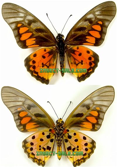 Insect-Sale.com - Graphium ridleyanus - Graphium-ridleyanus.jpg ...