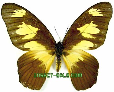 Insect-Sale.com - Graphium ucalegonides - Graphium-ucalegonides.jpg ...