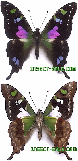 Insect-Sale.com - Graphium weiskei - Graphium-weiskei.jpg - insect ...