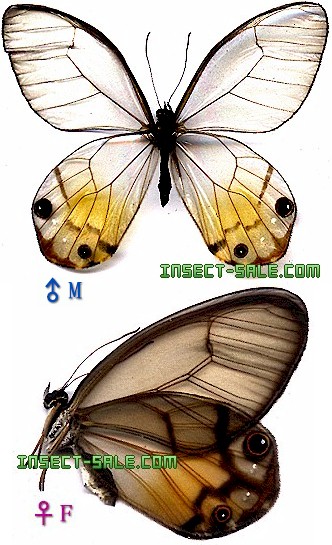 Insect-Sale.com - Haetera piera - Haetera-piera-M.jpg - insect, insects ...