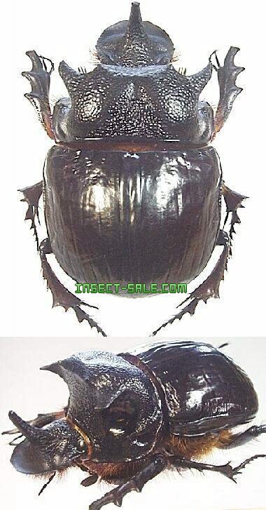 Insect-Sale.com - Heliocopris bucephalus - Heliocopris-bucephalus ...