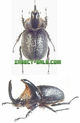 Insect-Sale.com - Heterogomphus schoenherri - Heterogomphus-schoenherri ...