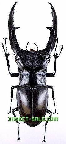 Insect-Sale.com - Hexarthrius mandibularis sumatranus - Hexarthrius ...