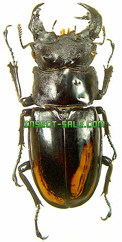 Insect-Sale.com - Hexarthrius parryi paradoxus(Mosaic Gynandromorph ...