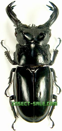 Insect-Sale.com - Hexarthrius parryi paradoxus(Mosaic Gynandromorph ...