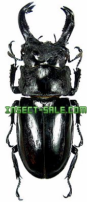 Insect-Sale.com - Hexarthrius parryi paradoxus(Mosaic Gynandromorph ...