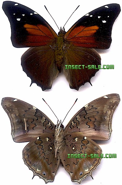 Insect-Sale.com - Historis acheronta - Historis-acheronta.jpg - insecto ...