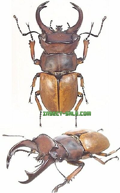 Insect-Sale.com 世界の昆虫販売ネット - Homoderus gladiator グラディアトールメンガタクワガタ ...